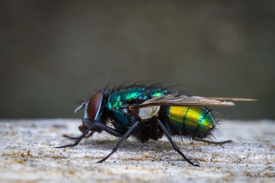🦟How get rid of Flies - Step by Step Guide
