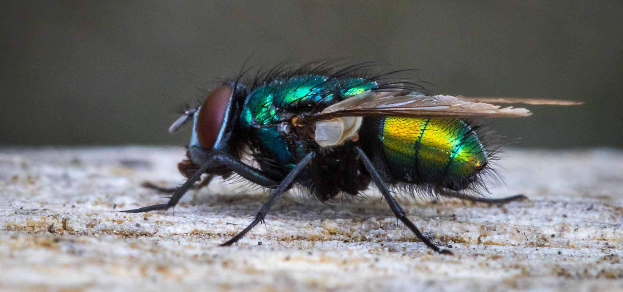 Fly Exterminator In Essex & London | Pest2Kill